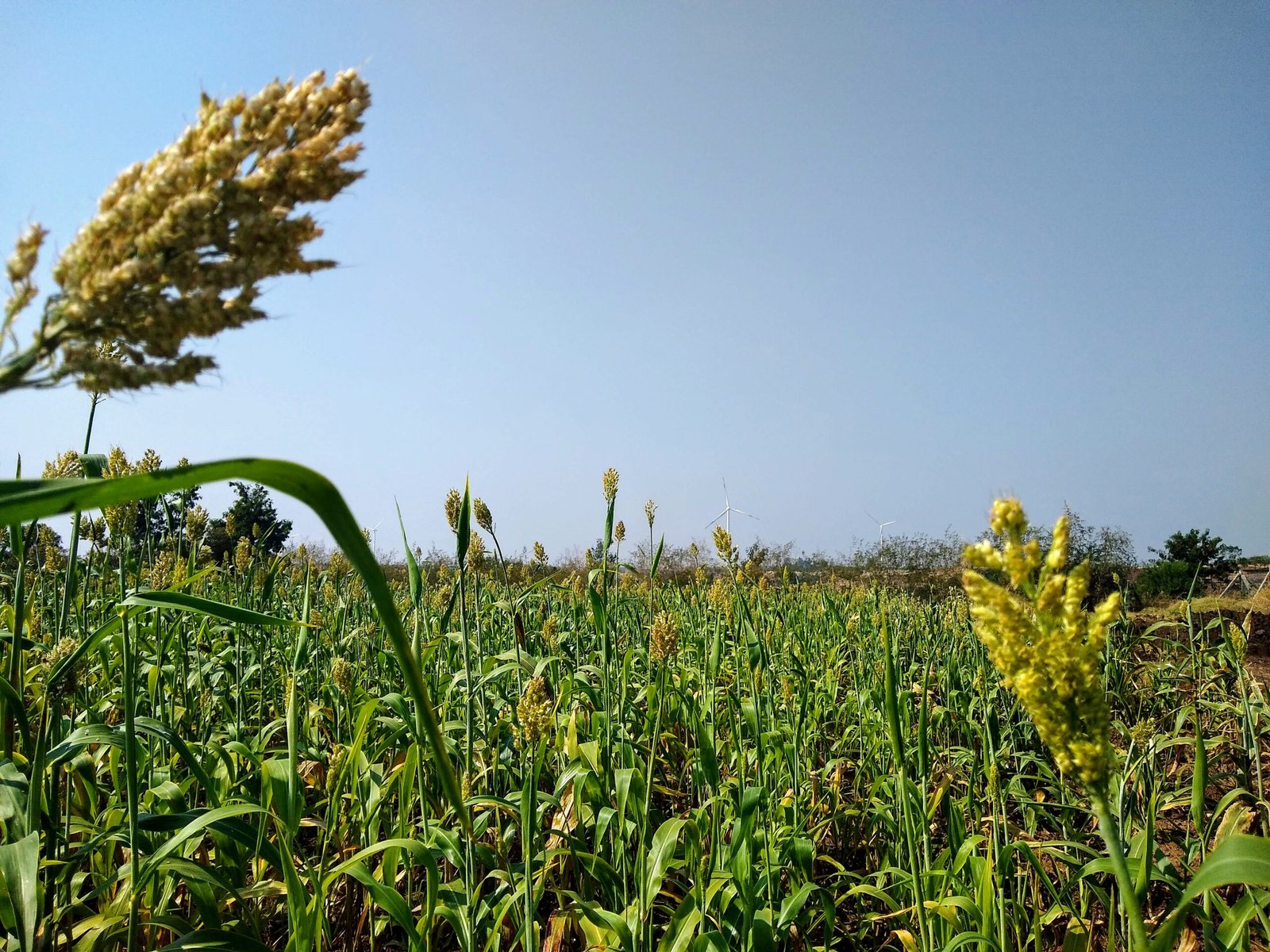 Jowar (Sorghum) Flour – Umrani Farms