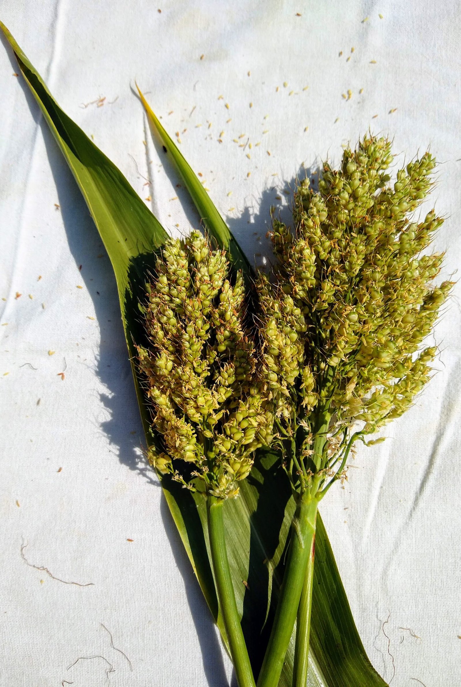 Jowar (Sorghum) Flour – Umrani Farms